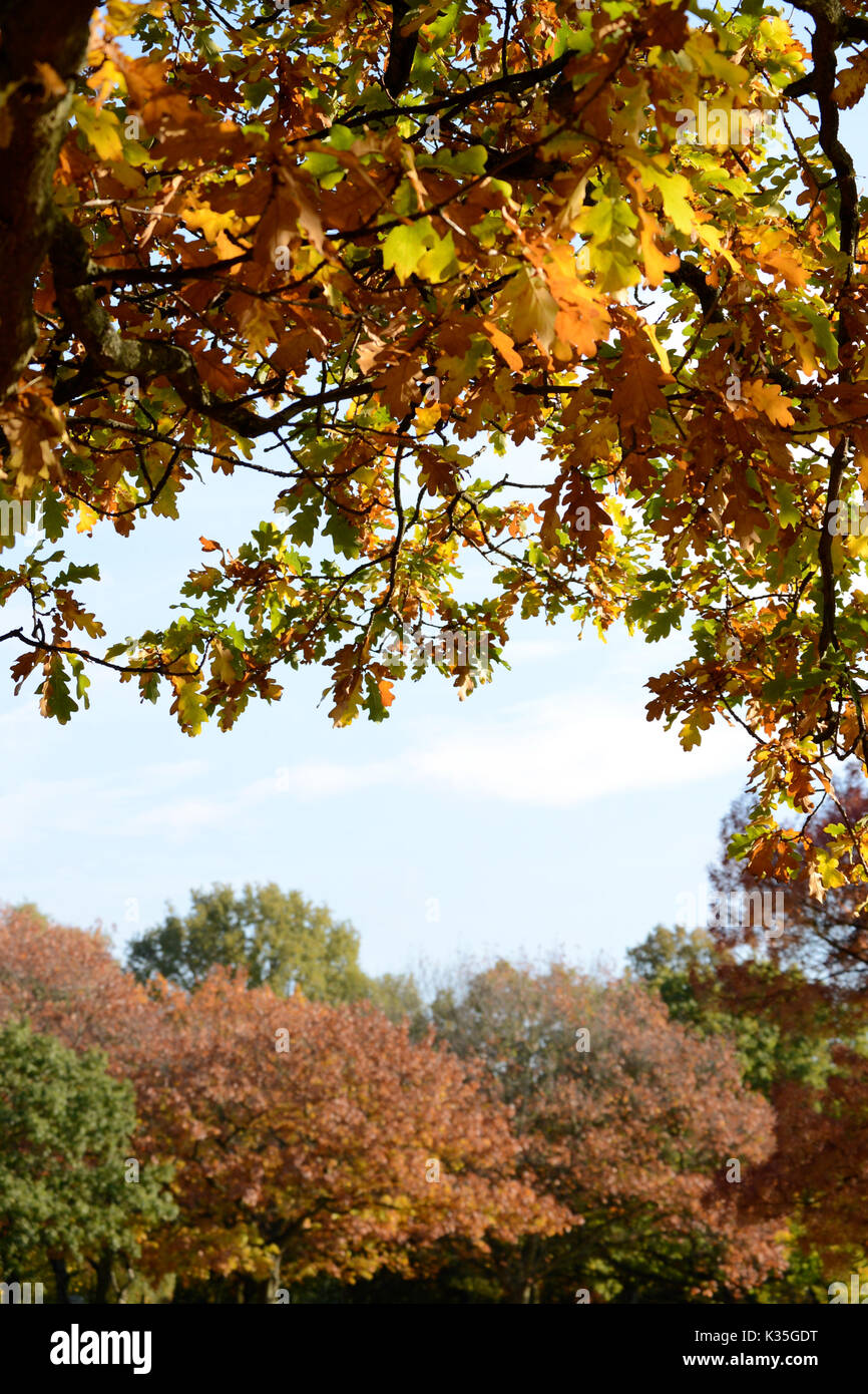 Beautiful autumn tree scape hi-res stock photography and images - Alamy