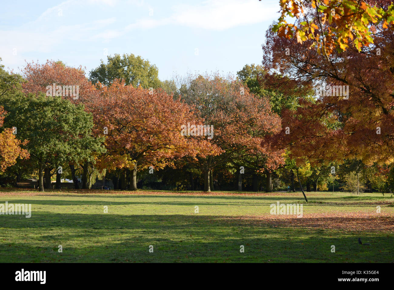 London parkland tree hi-res stock photography and images - Alamy