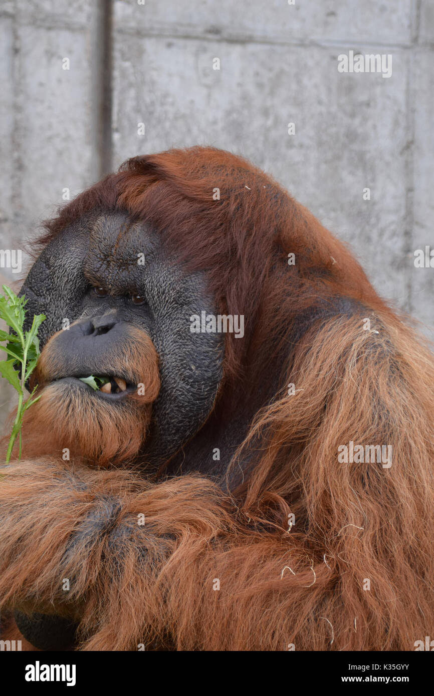 Orangutan face cheek pads hi-res stock photography and images - Alamy