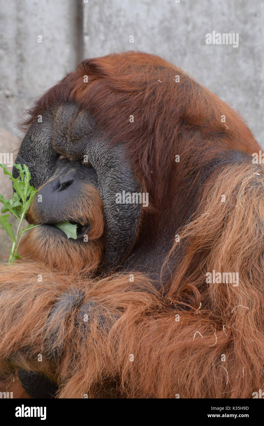 Orangutan face cheek pads hi-res stock photography and images - Alamy