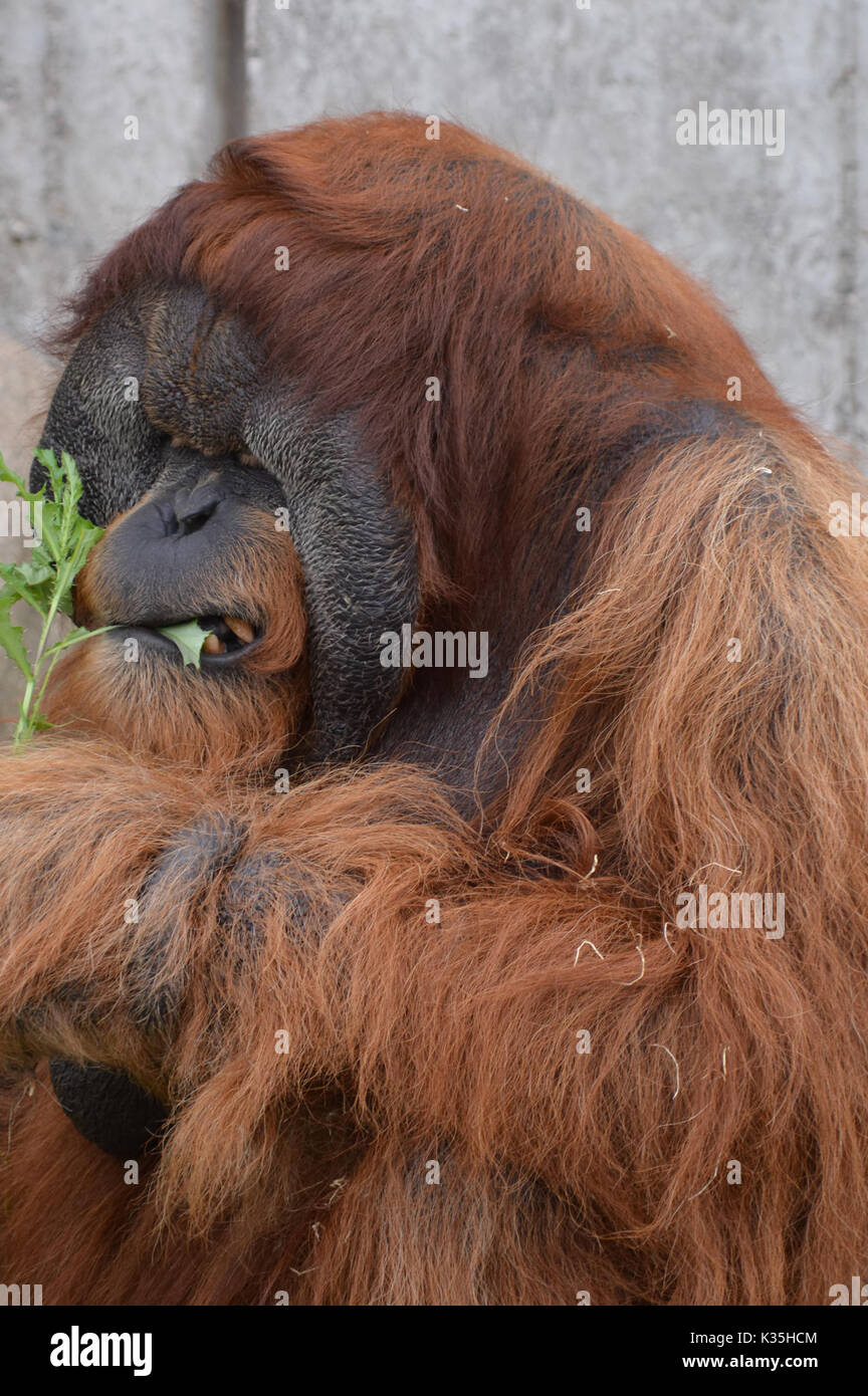 Orangutan face cheek pads hi-res stock photography and images - Alamy