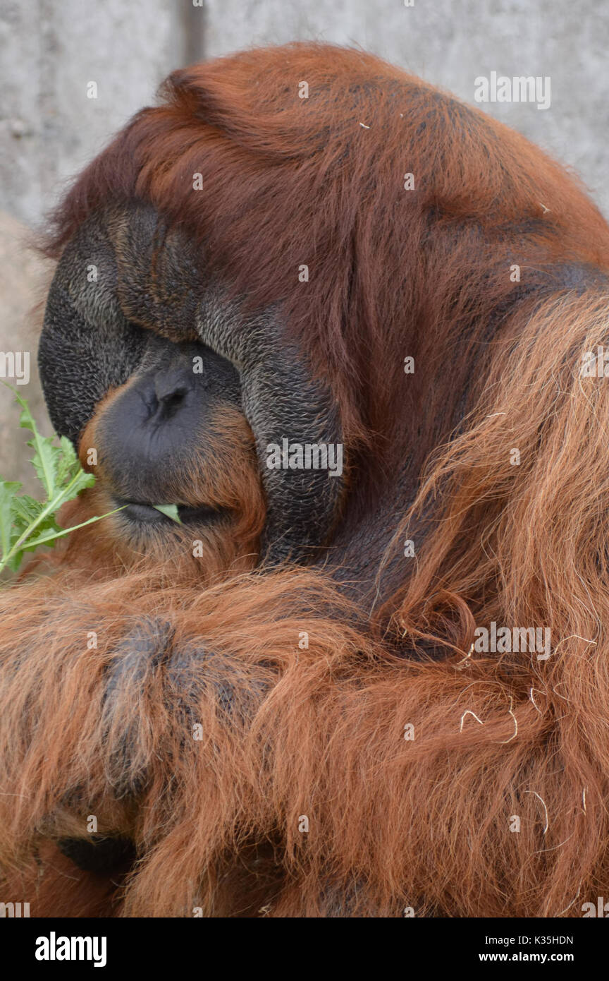 Orangutan face cheek pads hi-res stock photography and images - Alamy