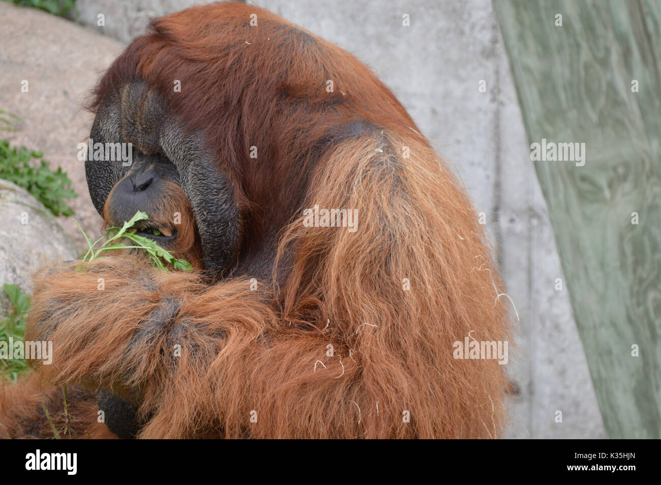 Orangutan face cheek pads hi-res stock photography and images - Alamy