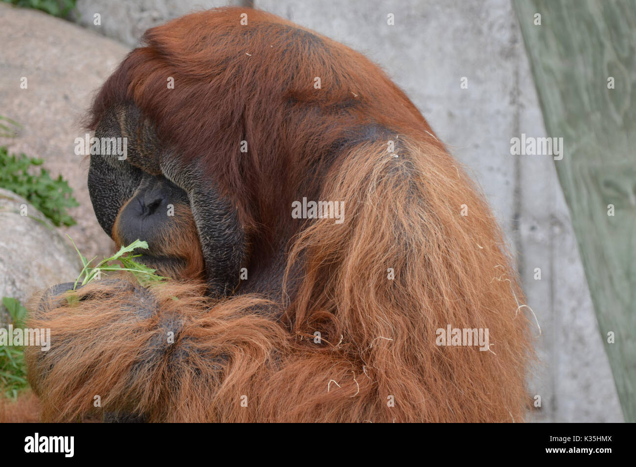 Orangutan face cheek pads hi-res stock photography and images - Alamy