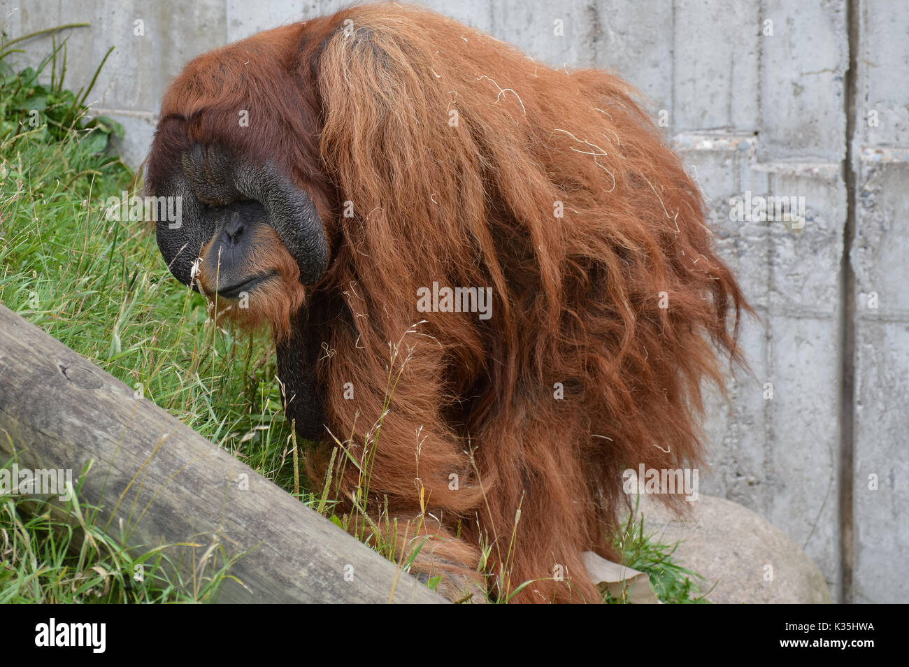 Orangutan face cheek pads hi-res stock photography and images - Alamy