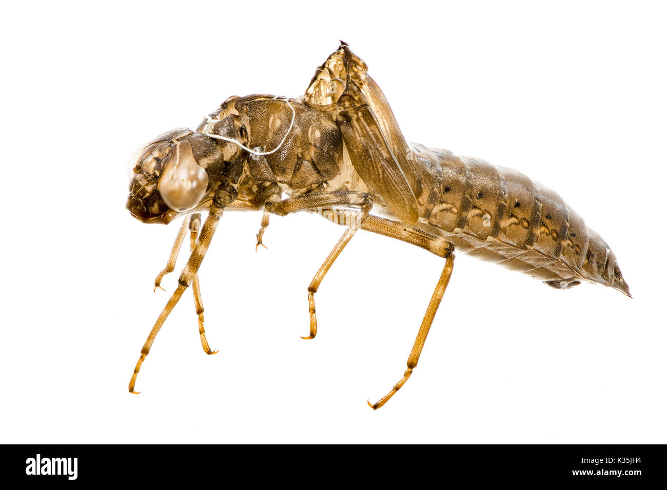 Pupa Shell High Resolution Stock Photography and Images - Alamy