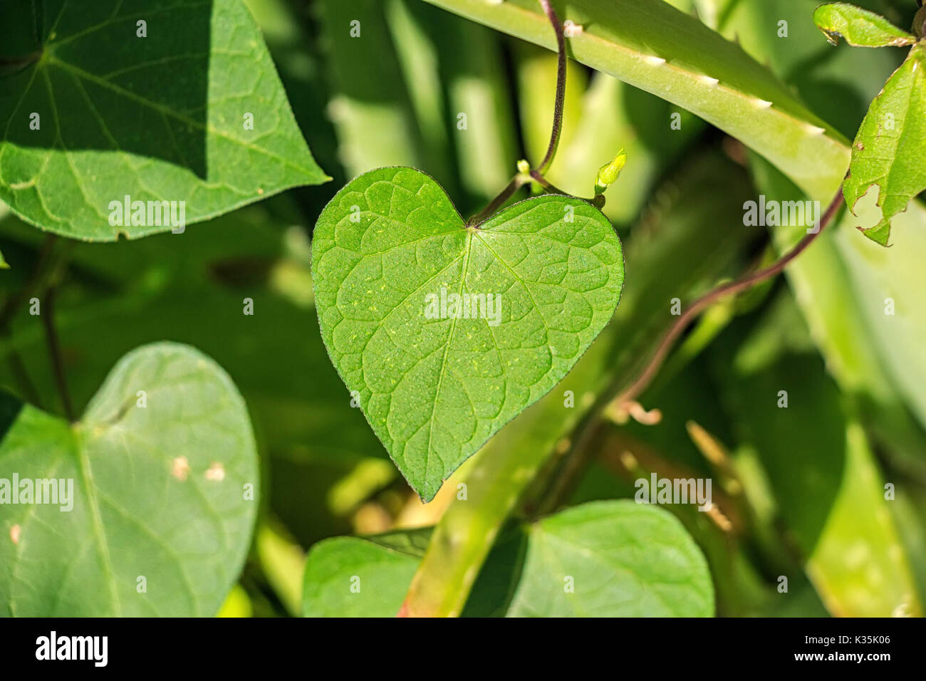Birthwort or Aristolochia is poisonous climbing plant Stock Photo - Alamy
