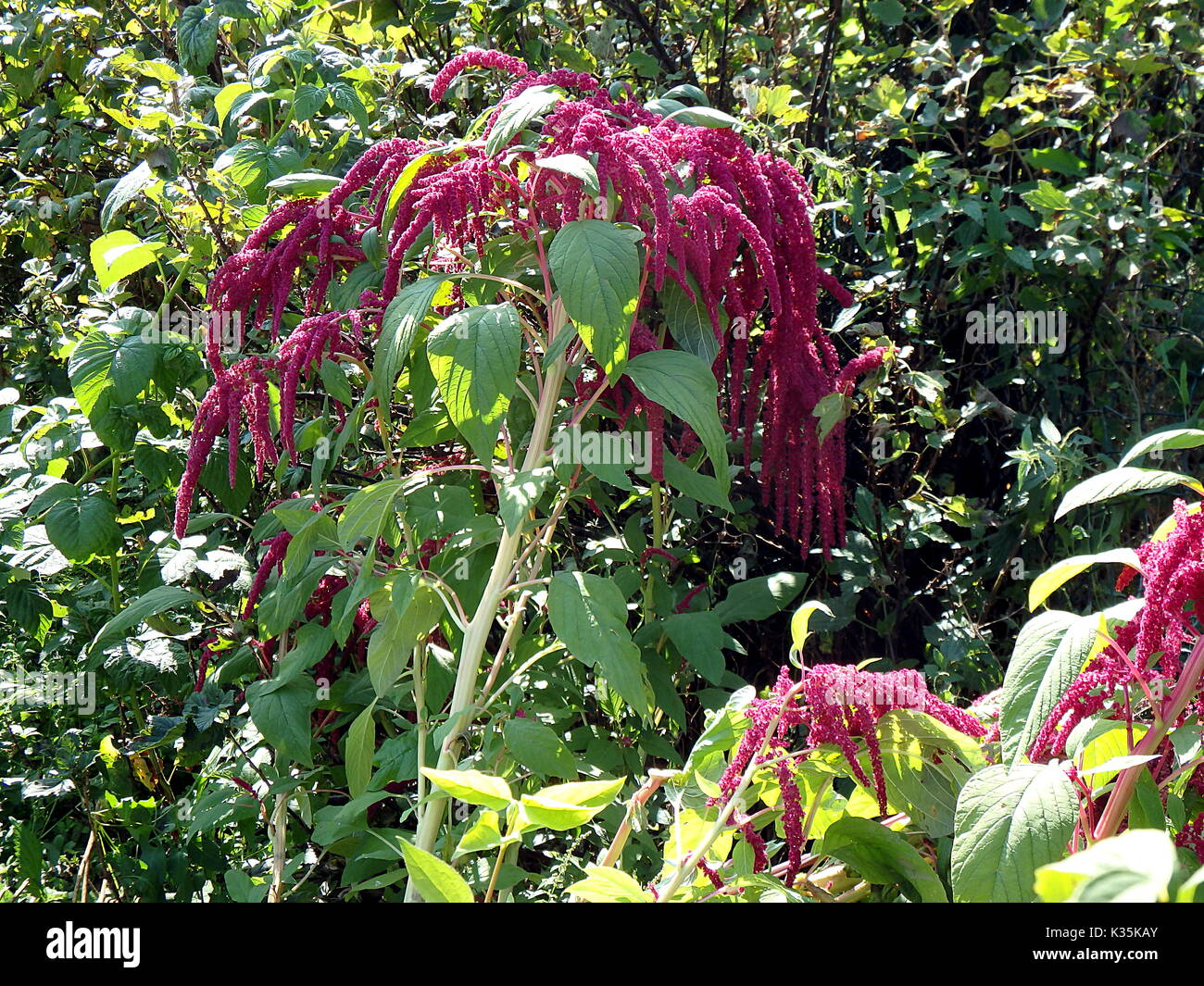 Purple catkin flowers of the amaranth plant, (Amaranthus Stock Photo ...