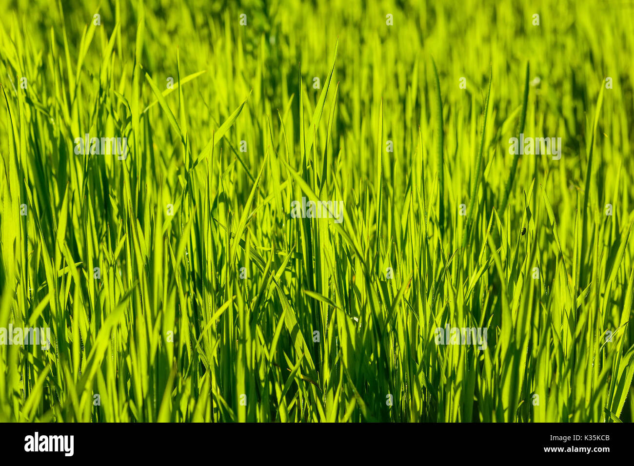 Beautiful background with fresh grass on sunny day Stock Photo - Alamy