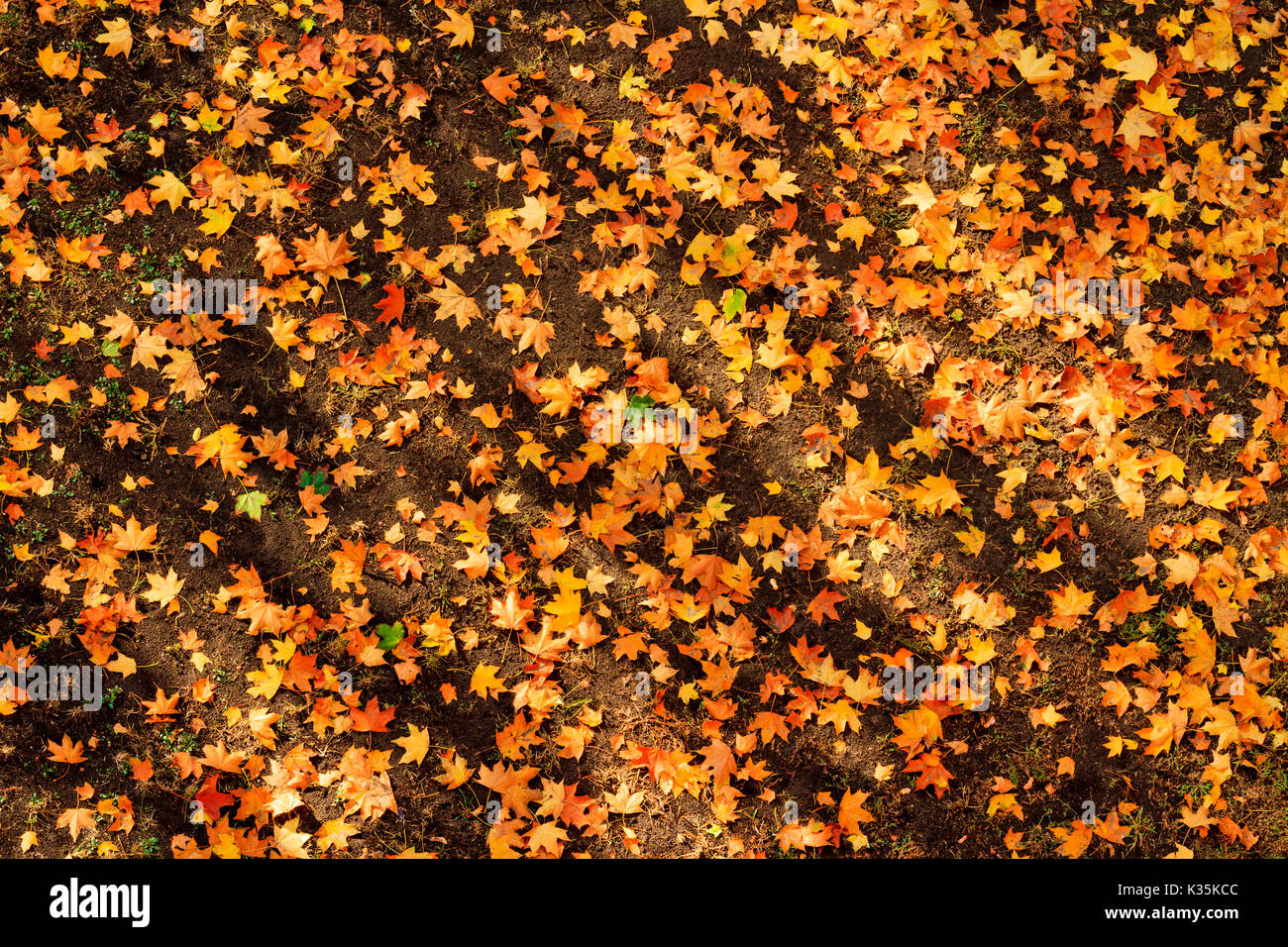 Autumn leaves texture , Nature, change of seasons Stock Photo - Alamy