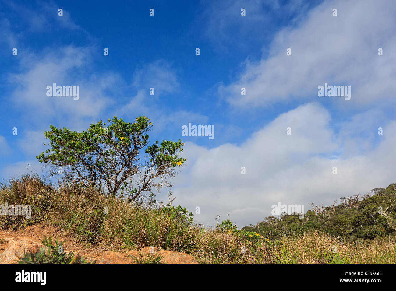 Montane savanna hi-res stock photography and images - Alamy