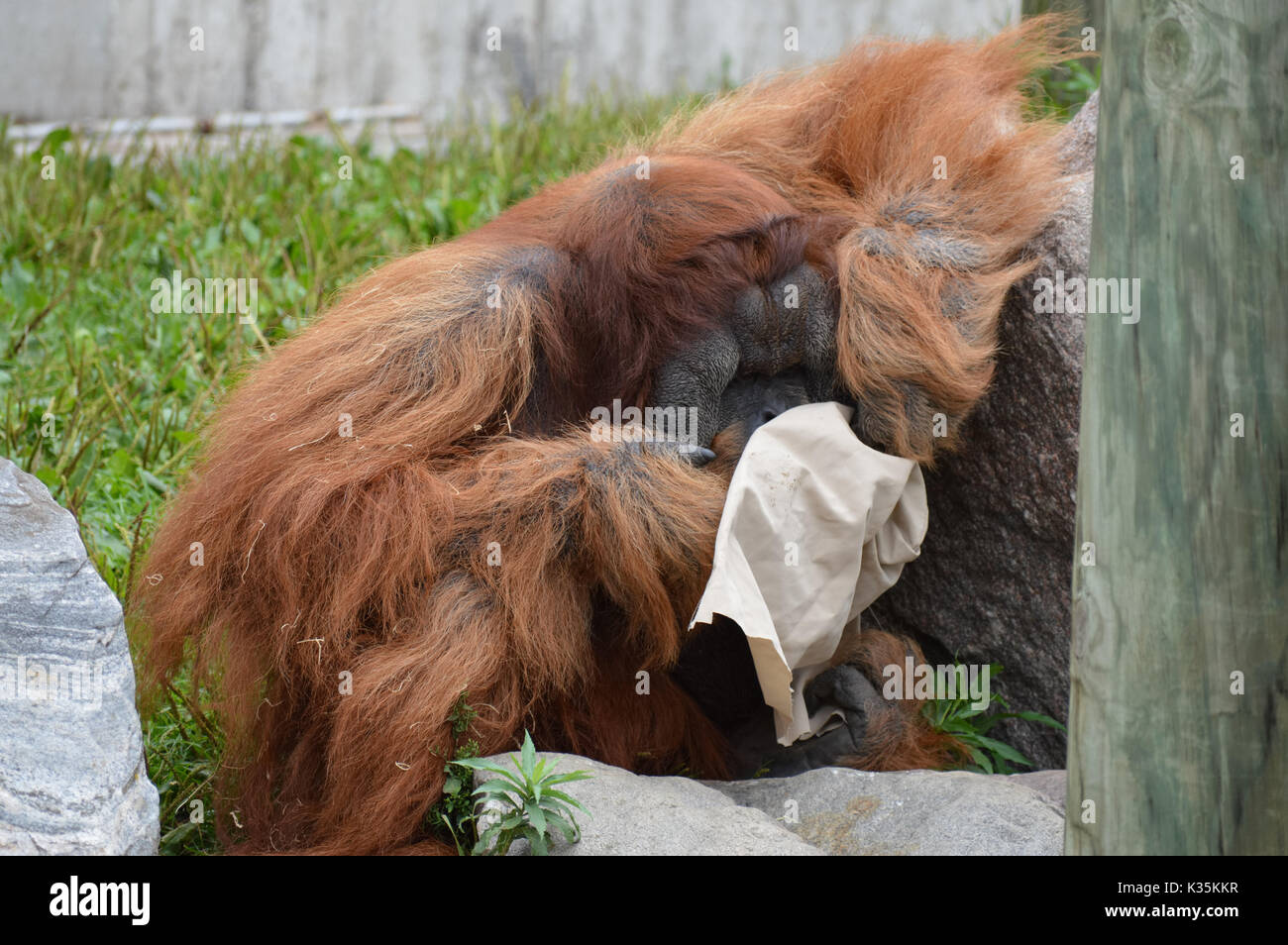 Orangutan face cheek pads hi-res stock photography and images - Alamy