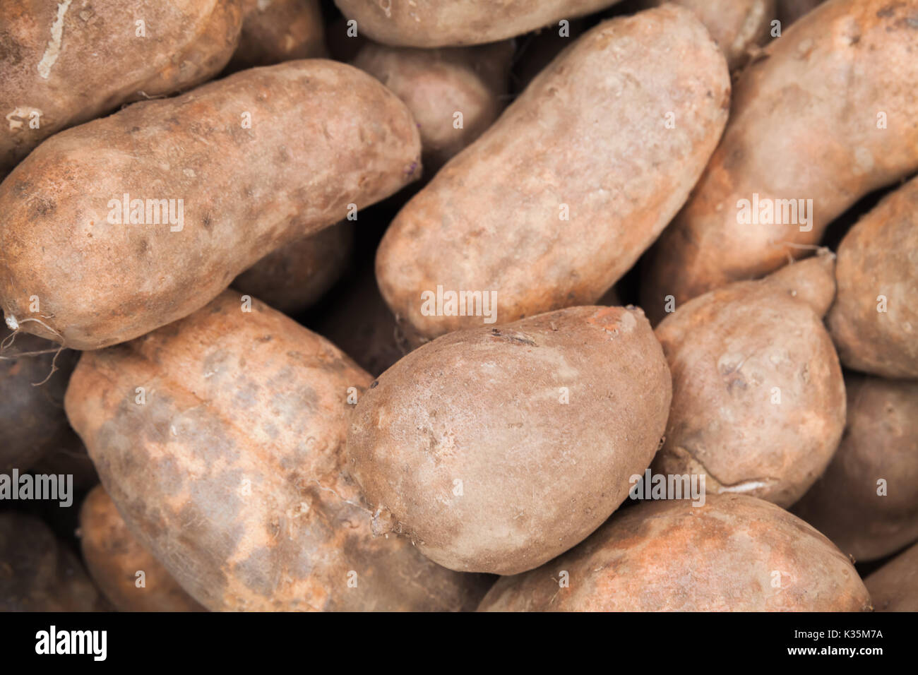 Sweet Potato Roots High Resolution Stock Photography and Images - Alamy