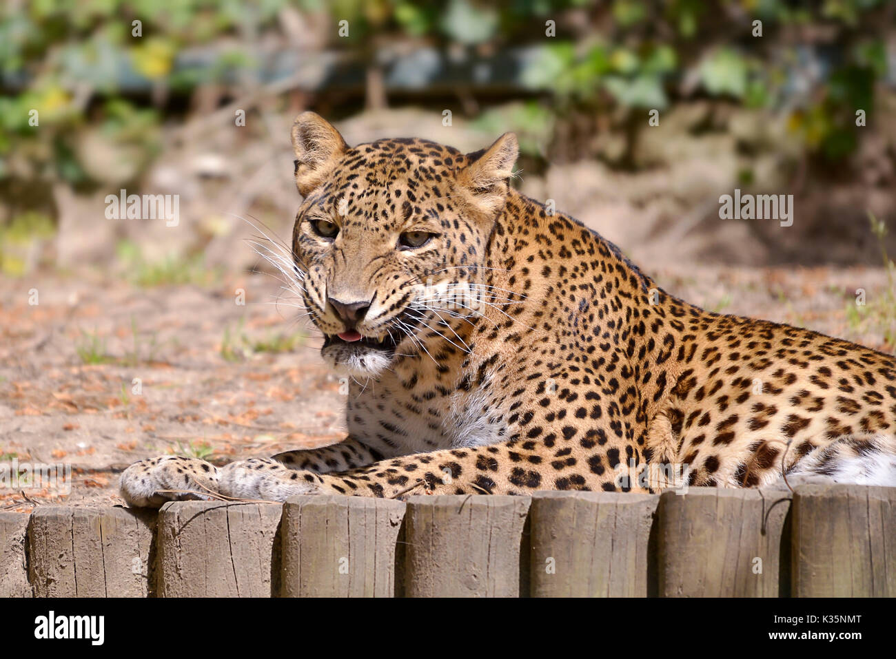 Log lying on ground hi-res stock photography and images - Alamy
