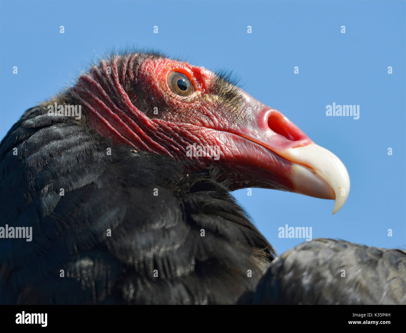 Portrait Turkey vulture (Cathartes aura) on blue sky background Stock ...