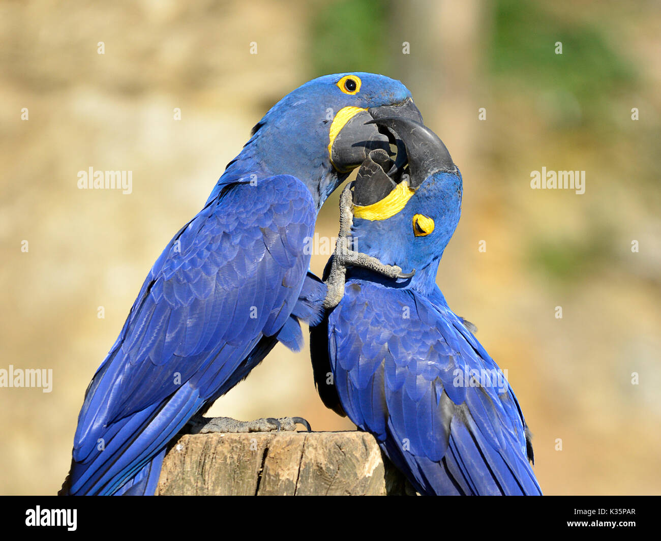Closeup of two Hyacinth macaws (Anodorhynchus hyacinthinus) kissing ...