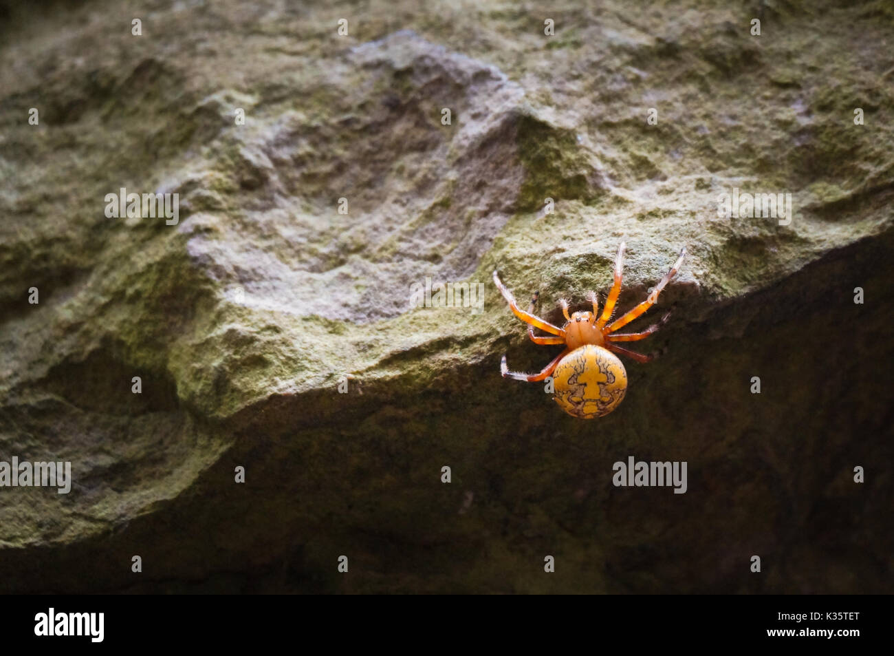 A marbled orb weaver spider crawling along a rock ledge Stock Photo - Alamy