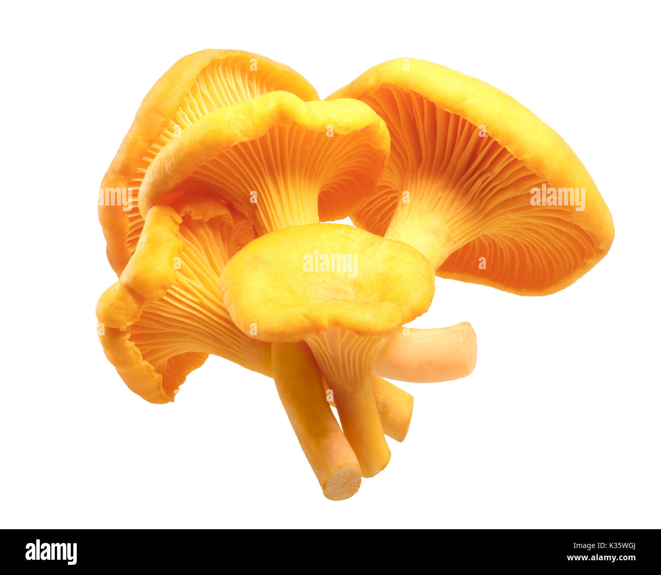Chanterelles or girolles mushrooms (Cantharellus cibarius). Clipping ...