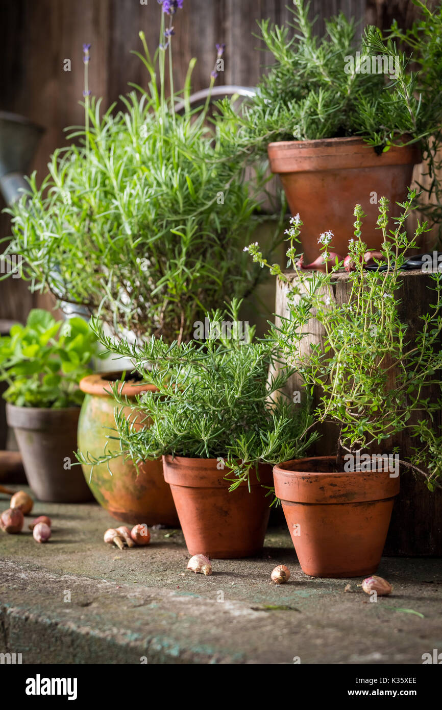 Herbs in pots hi-res stock photography and images - Alamy
