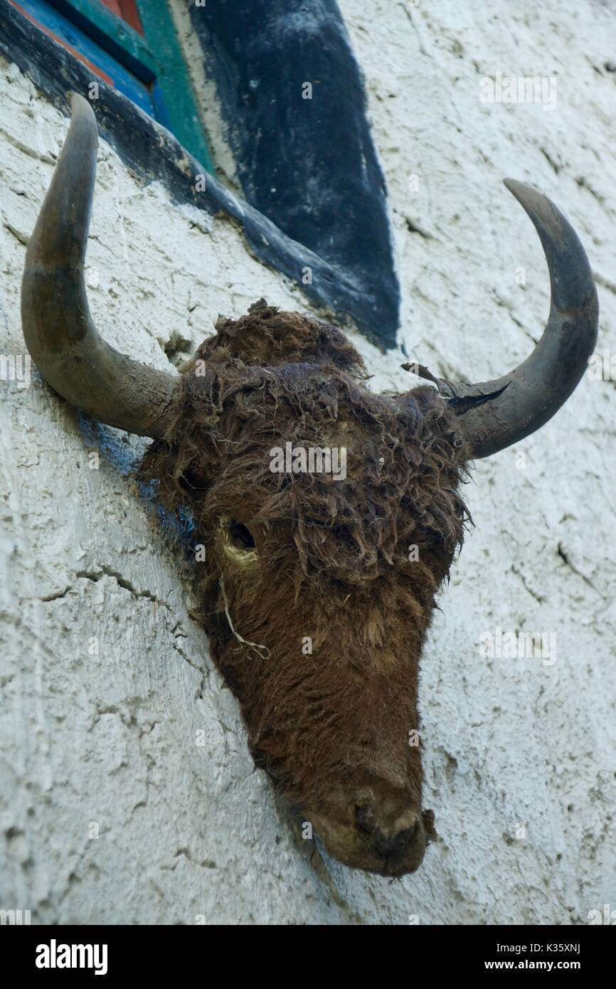 Yak head hanging on a wall in Lo Manthang, Nepal Stock Photo - Alamy