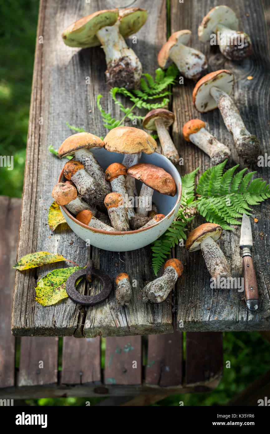 Noble wild mushrooms with green fern from forest Stock Photo - Alamy