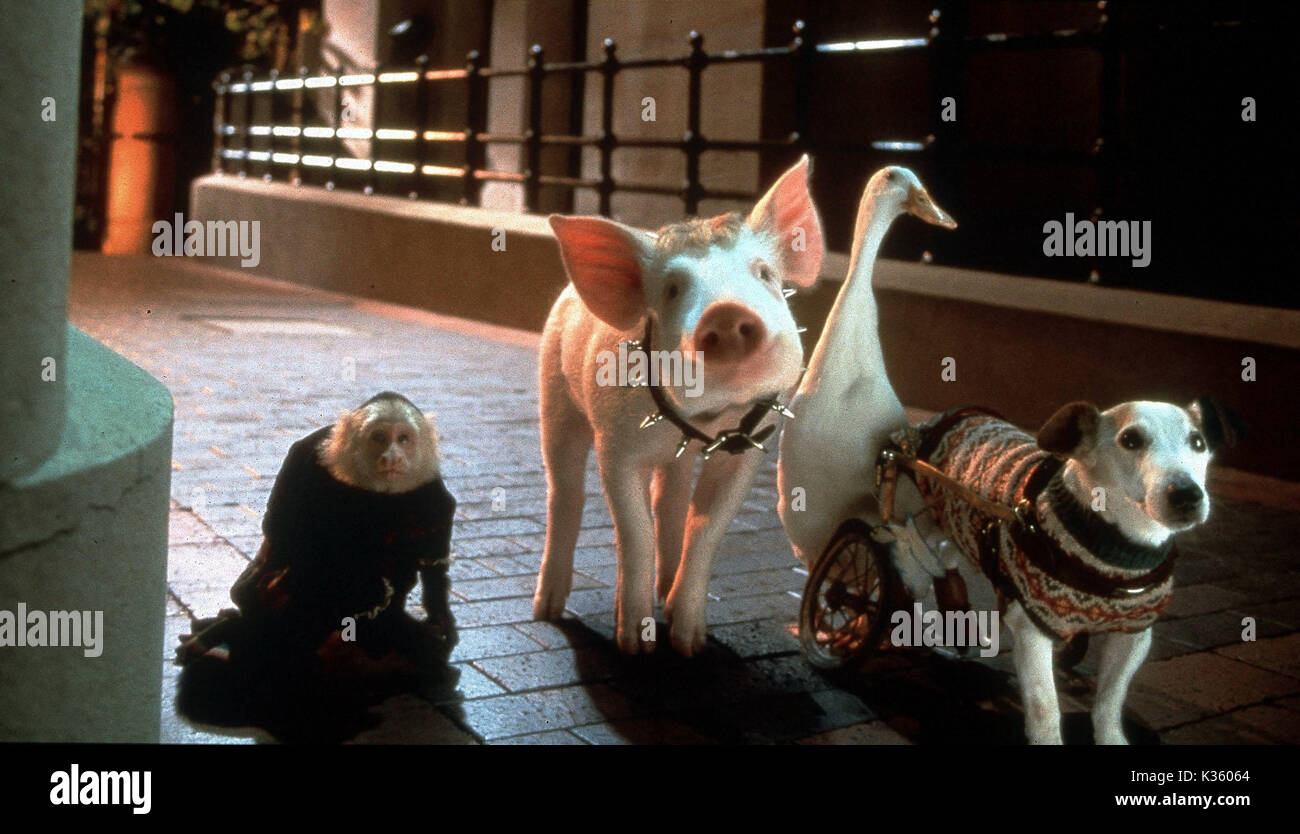 Babe pig in the city 1998 hi-res stock photography and images - Alamy