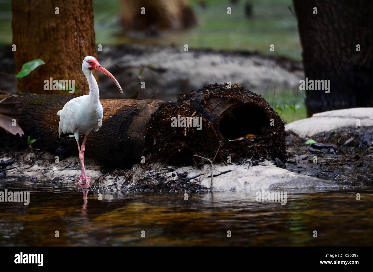 Very friendly bird hi-res stock photography and images - Alamy