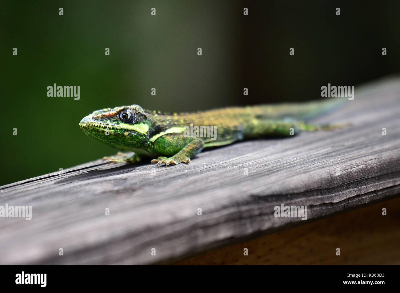 Knight anole sneaking up on someone Stock Photo - Alamy