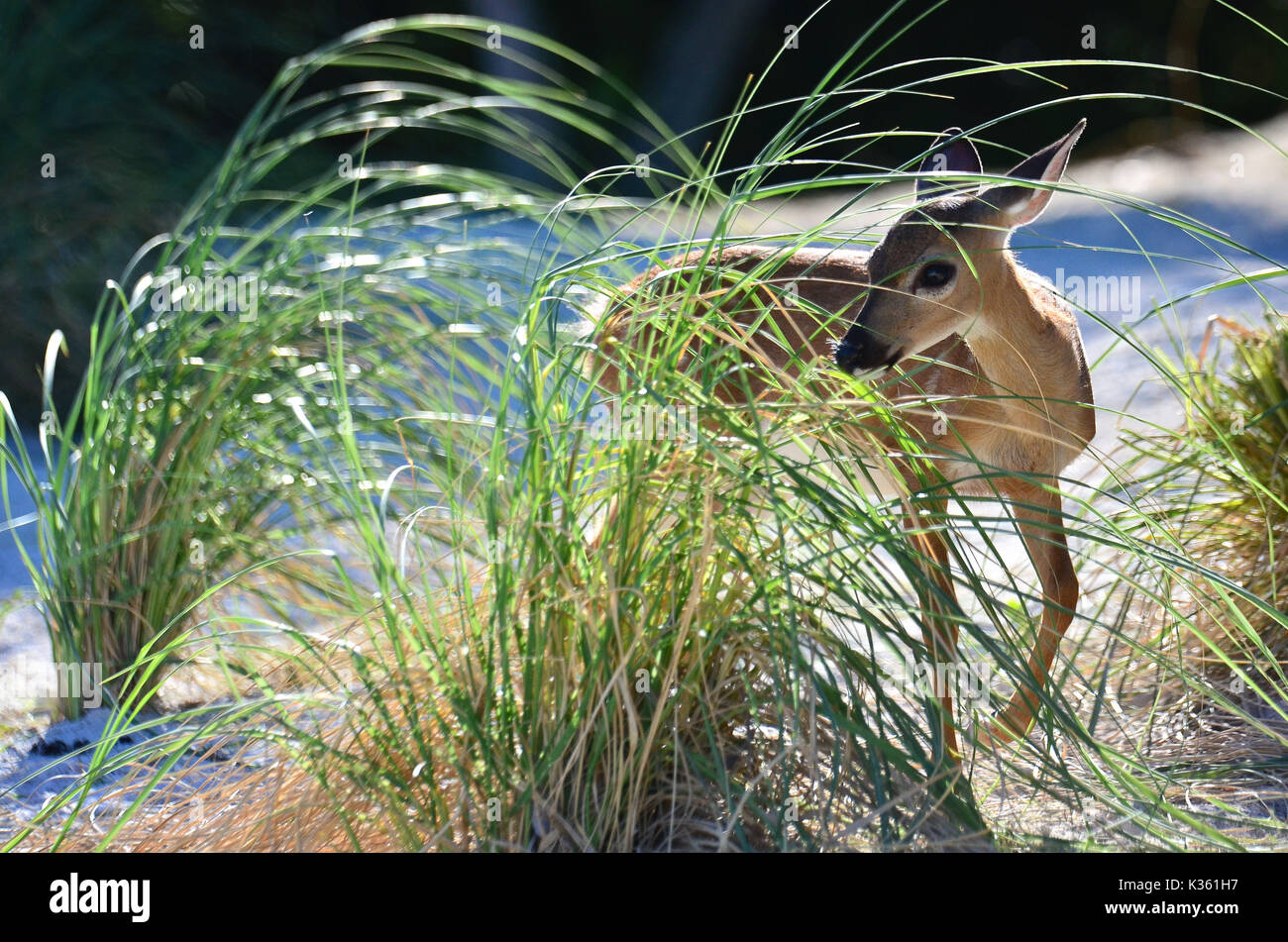 Baby Key deer - ococoileus virginianus clavium Stock Photo - Alamy