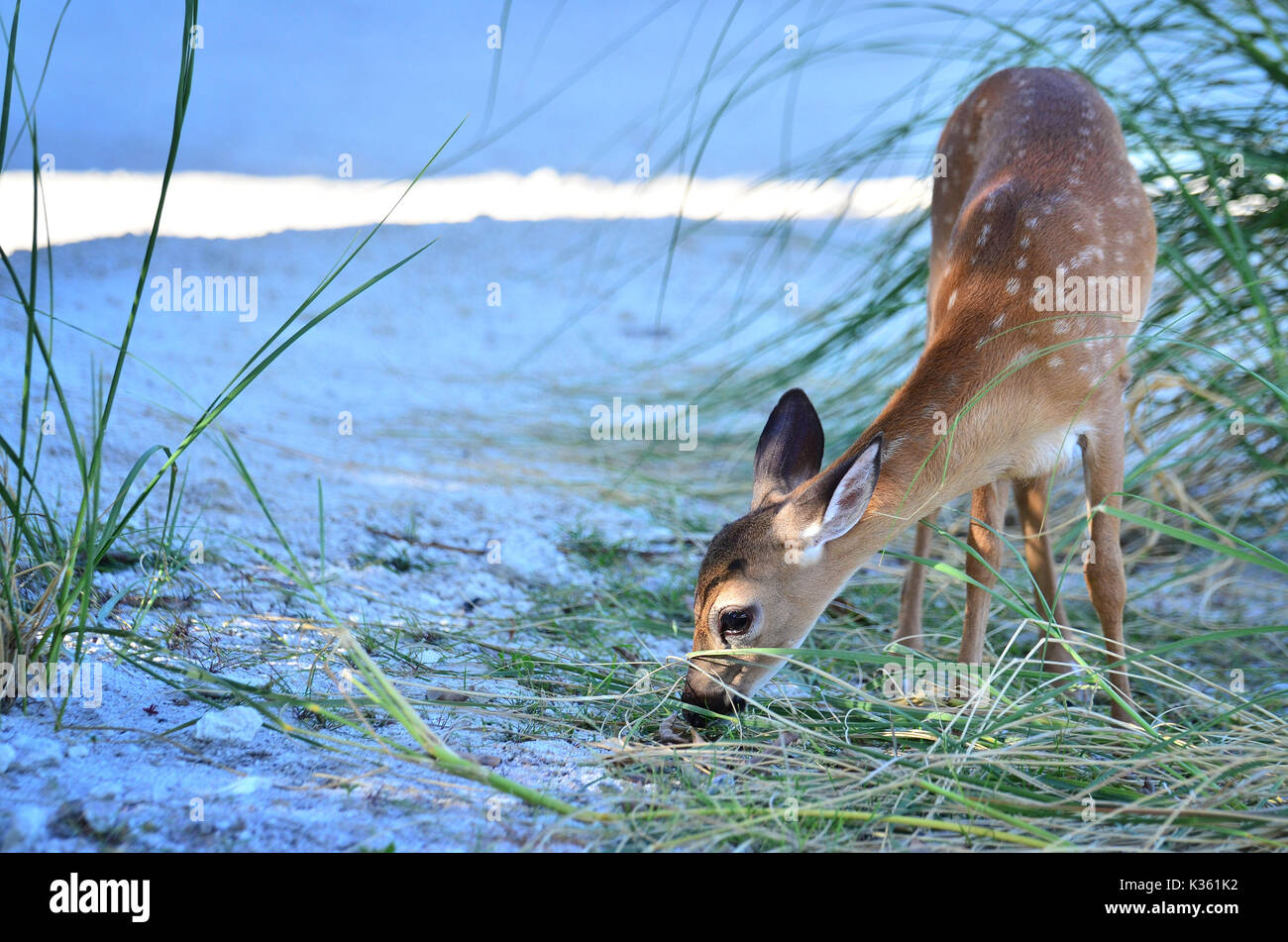 Innocent deer hi-res stock photography and images - Alamy