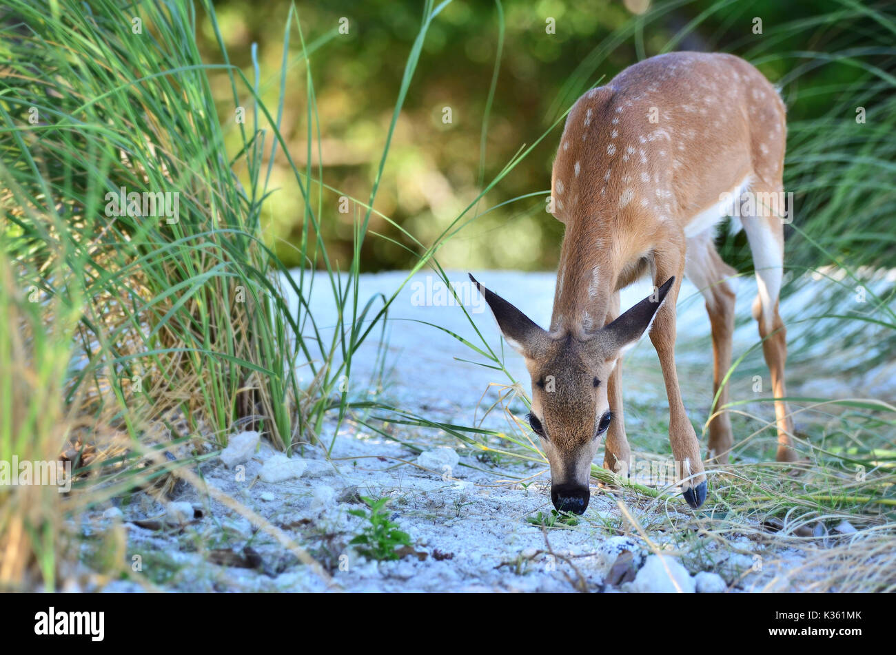 Baby Key deer - ococoileus virginianus clavium Stock Photo - Alamy