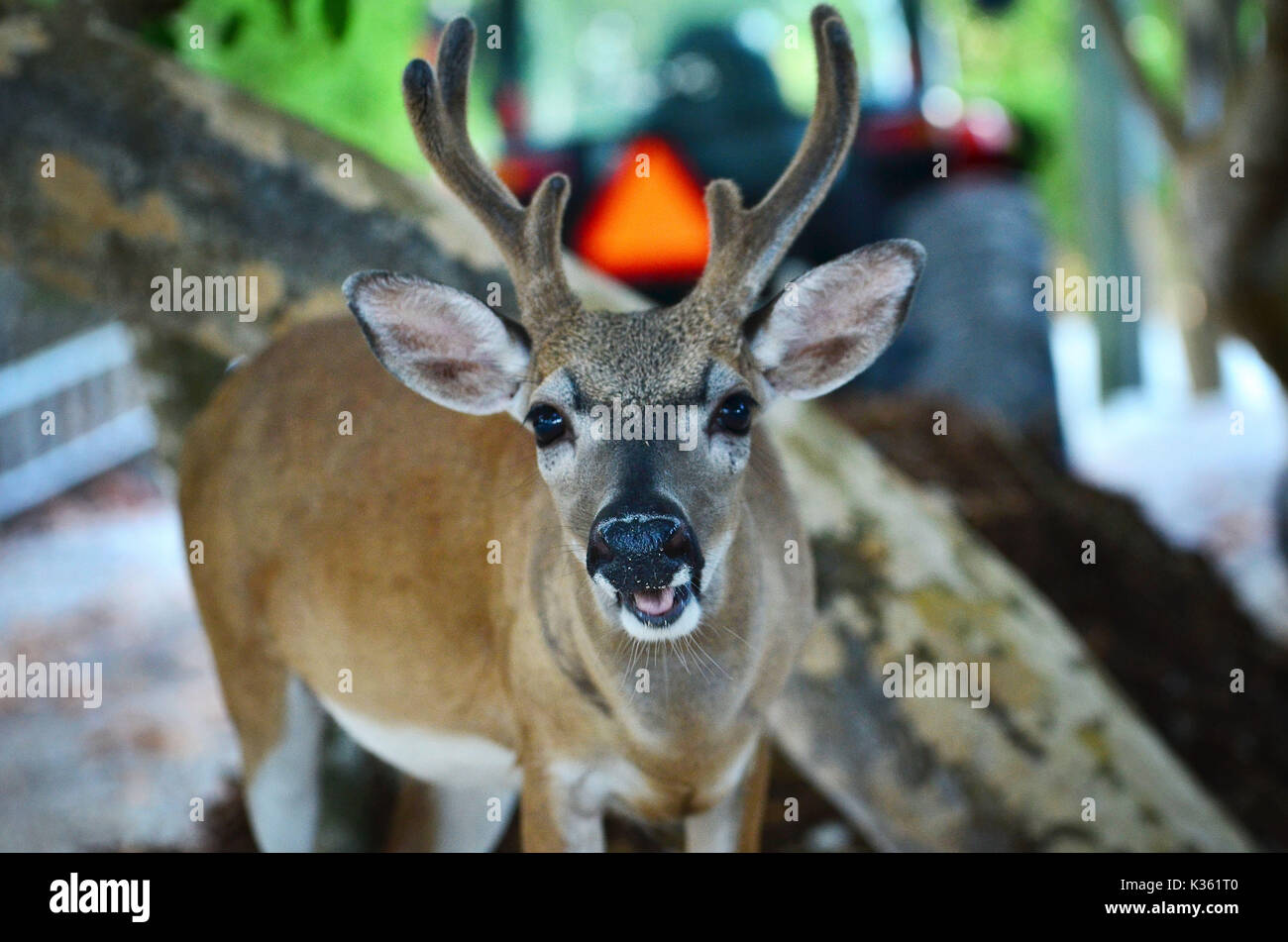 Key deer - odocoileus virginianus clavium Stock Photo - Alamy