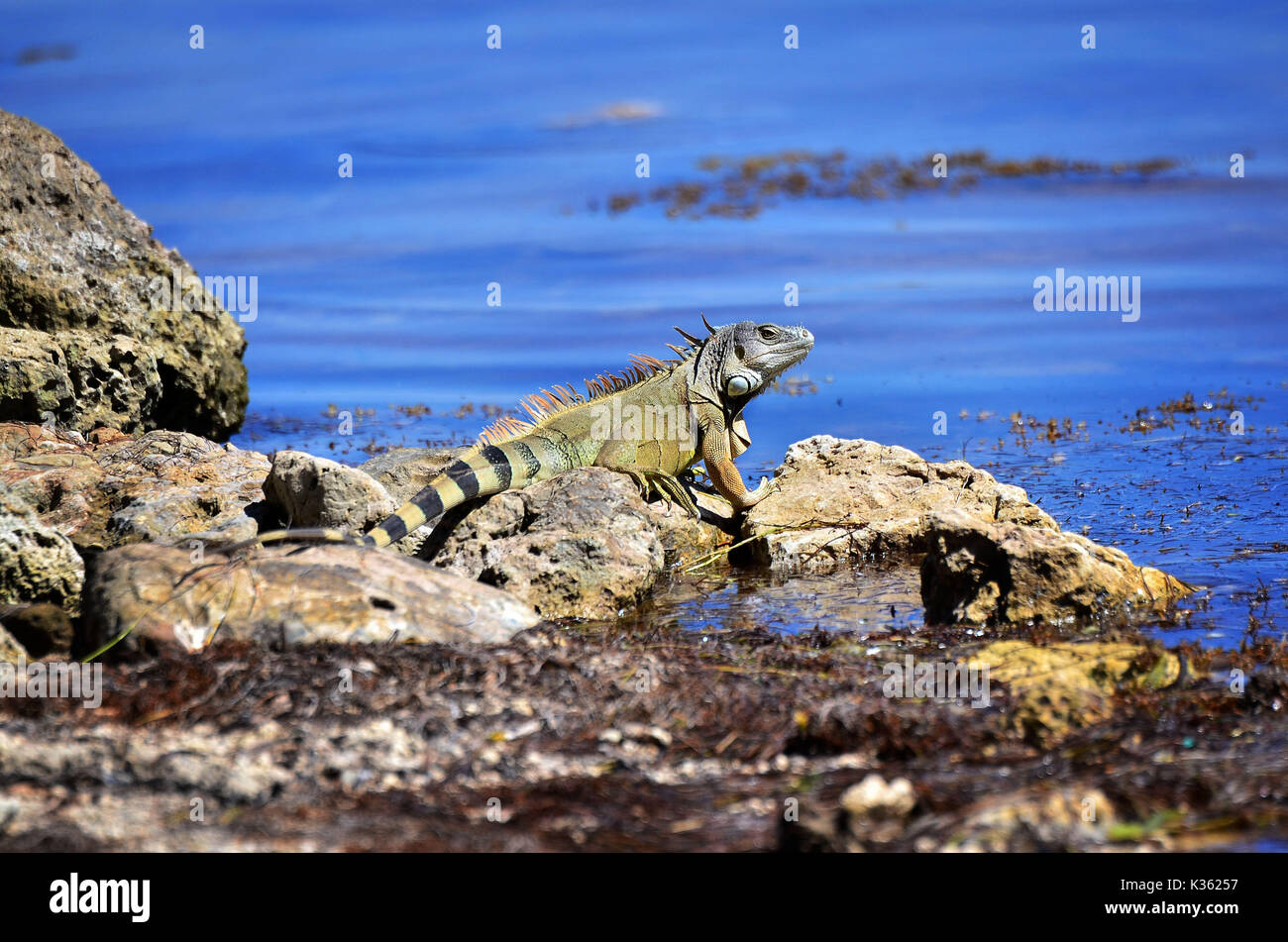 Green Iguana thinking about going for a swim in the Florida Keys Stock ...