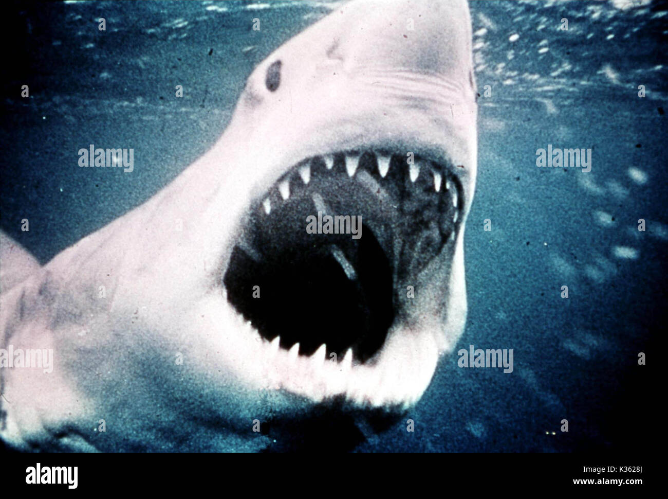 BLUE WATER, WHITE DEATH Date: 1971 Stock Photo - Alamy