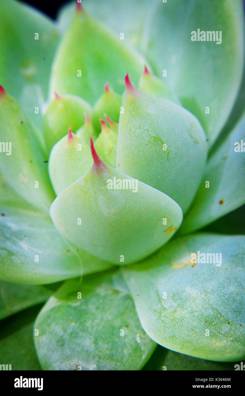 Succulent Plant Fat Plant High Resolution Stock Photography and Images ...