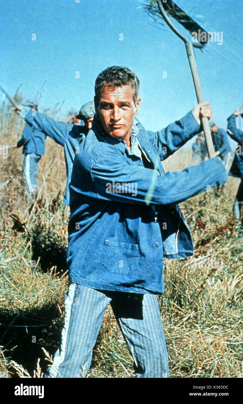 COOL HAND LUKE PAUL NEWMAN Date: 1967 Stock Photo - Alamy