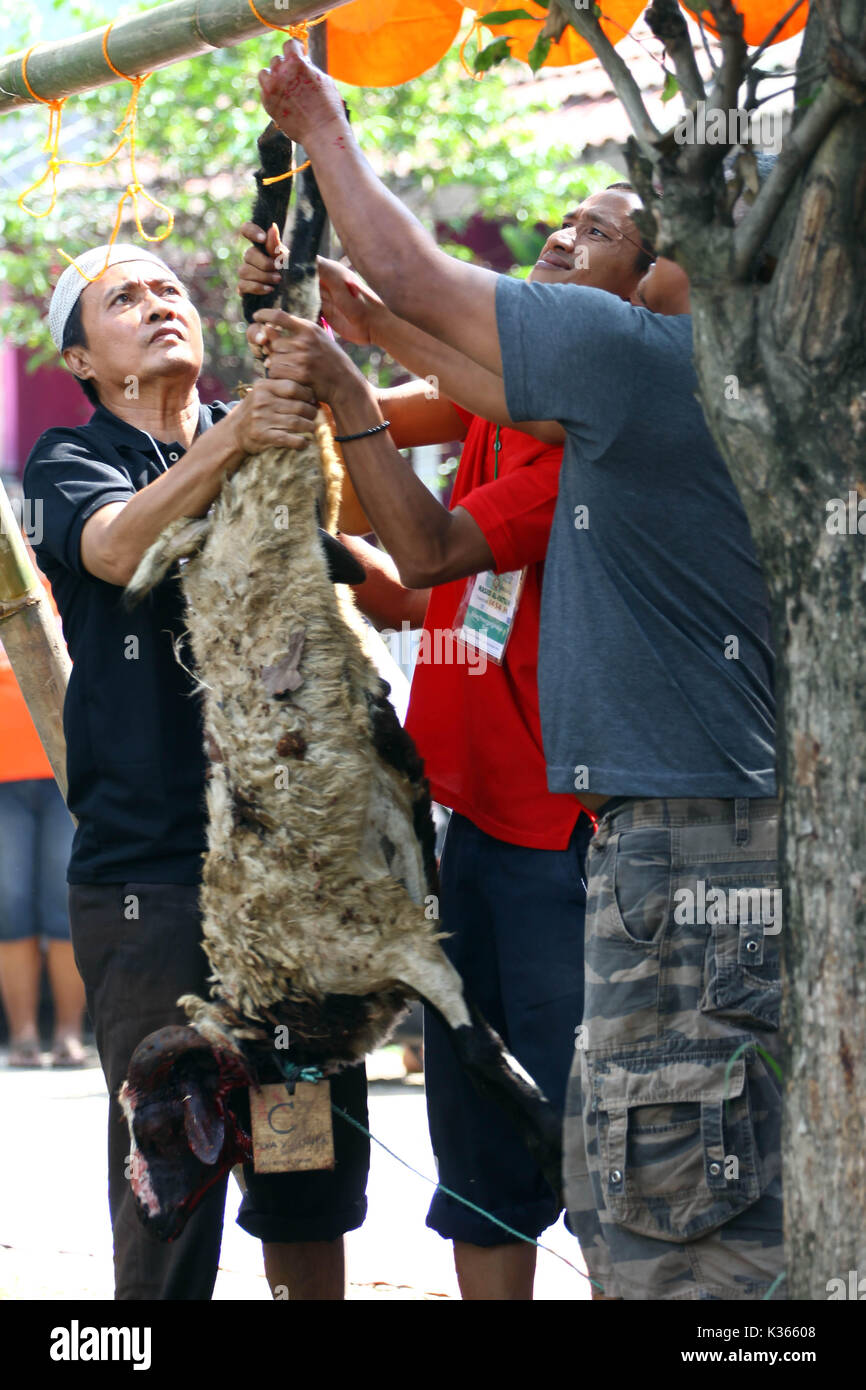 Skinning sheep hi-res stock photography and images - Alamy