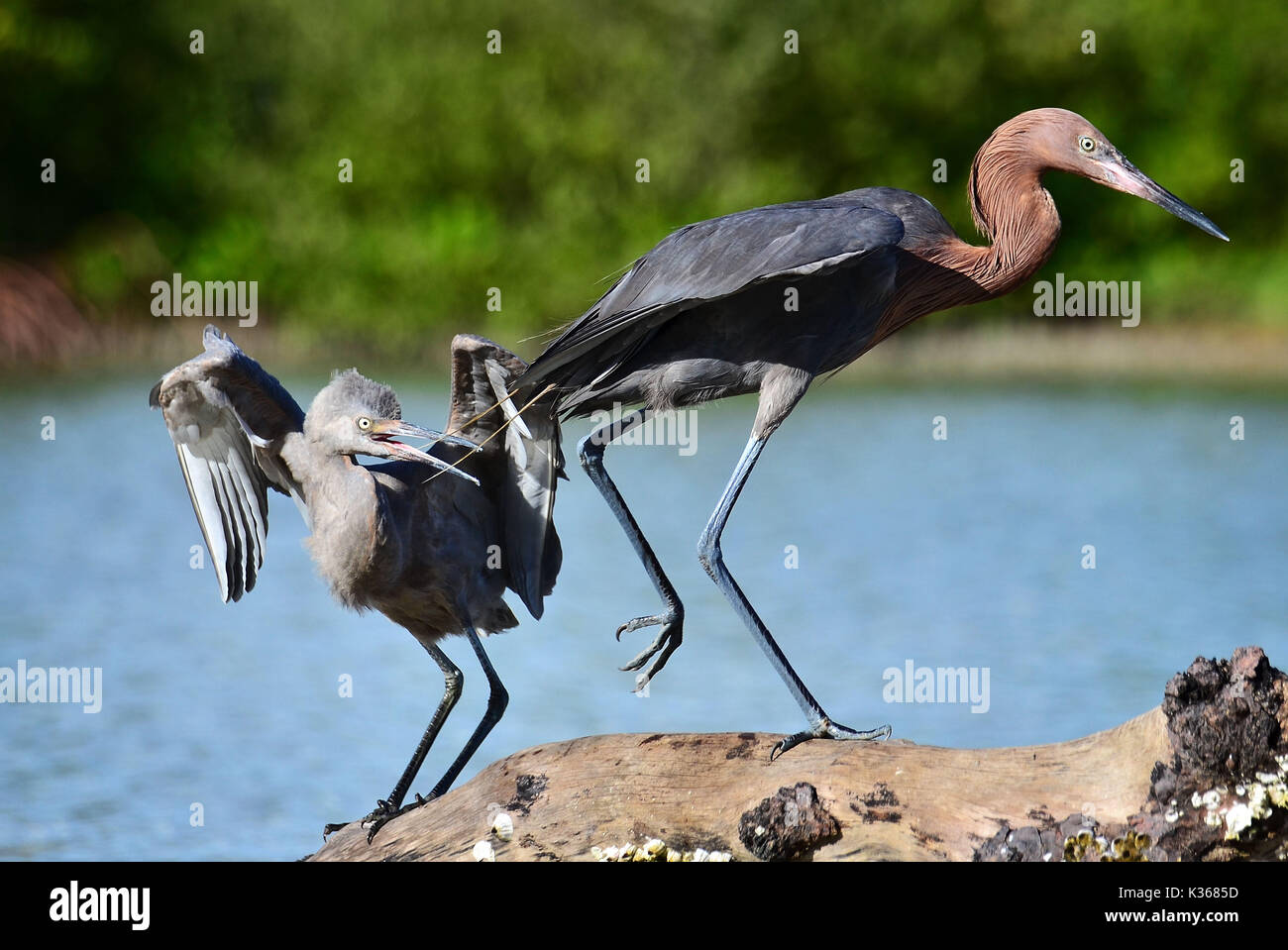 reddish egret - egretta rufescens Stock Photo - Alamy
