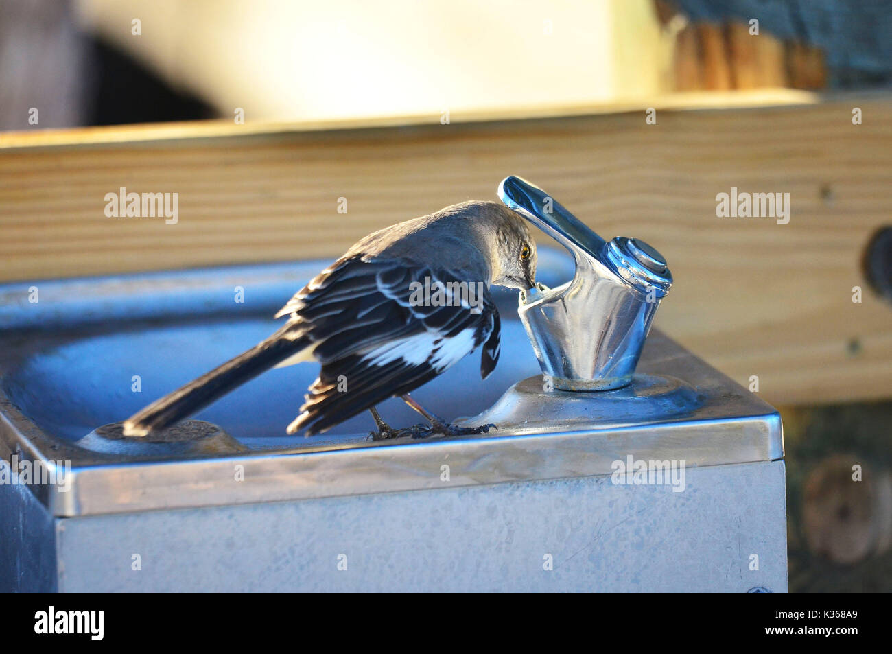 mocking bird - mimus polyglottos Stock Photo - Alamy
