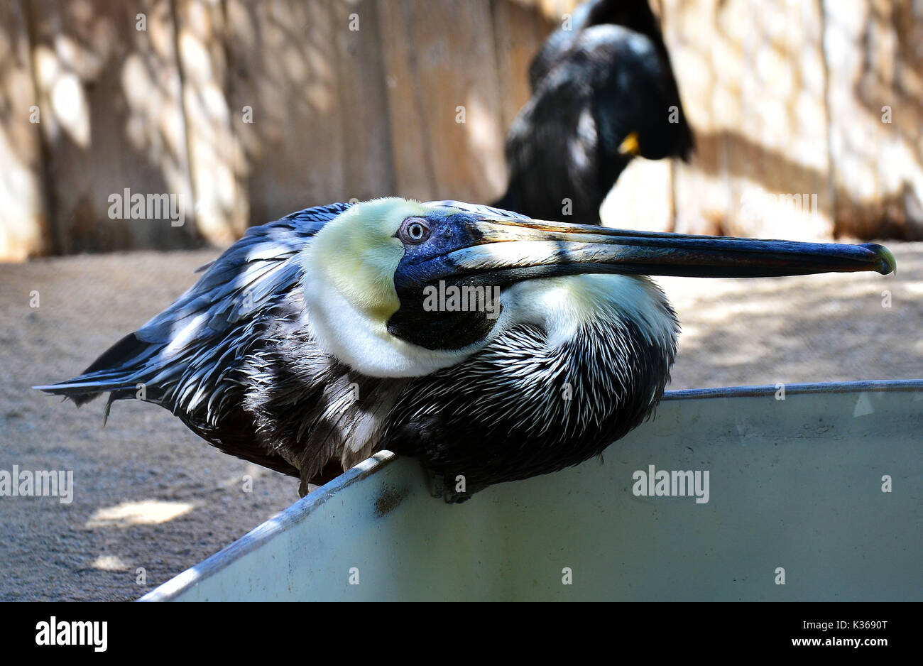 Southwest florida wildlife hi-res stock photography and images - Alamy