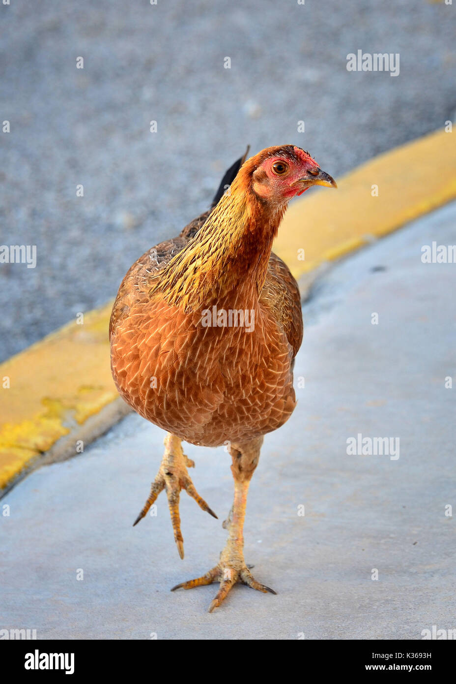 chicken - gallus gallus domesticus Stock Photo - Alamy