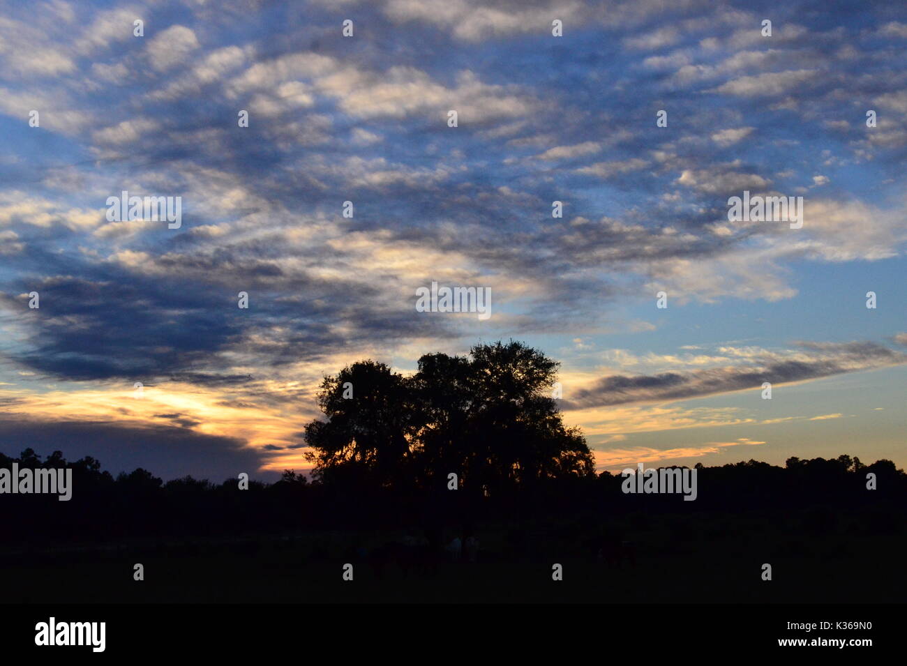 Oak treeline hi-res stock photography and images - Alamy