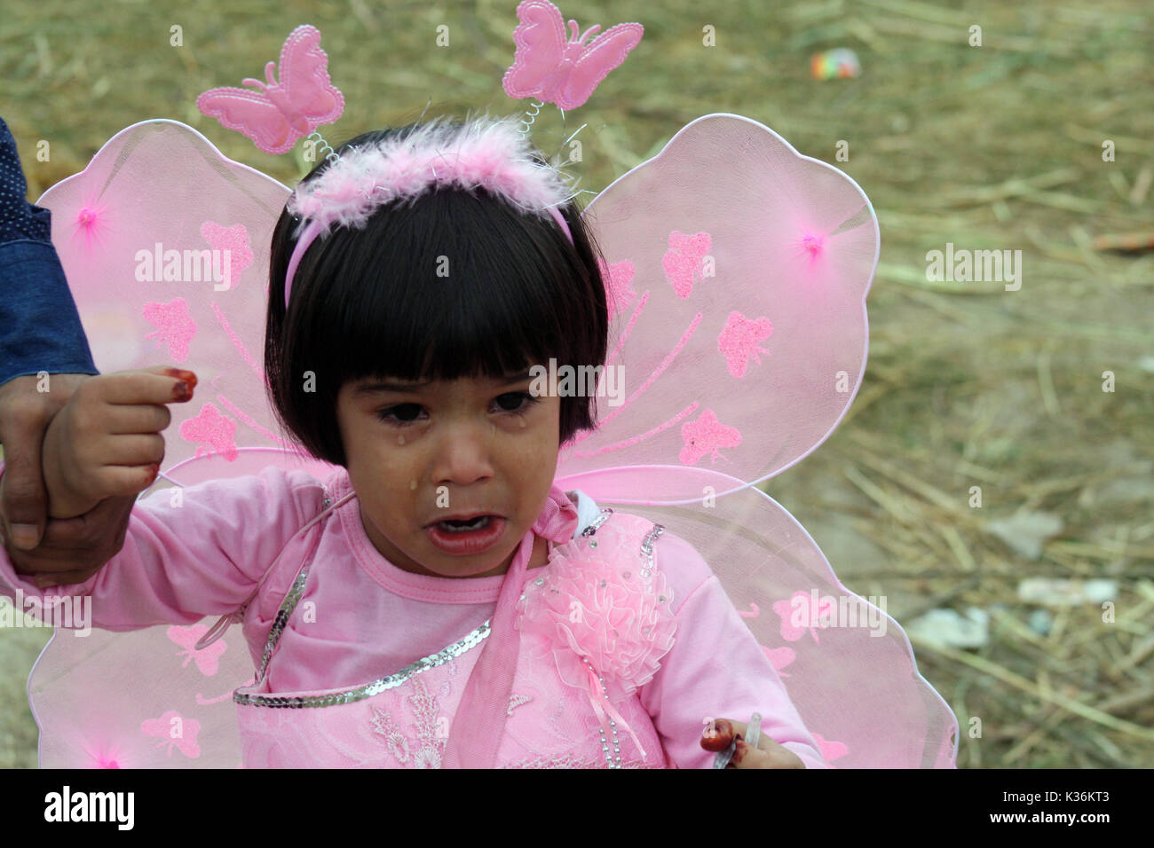 Pilgrimage butterfly hi-res stock photography and images - Alamy