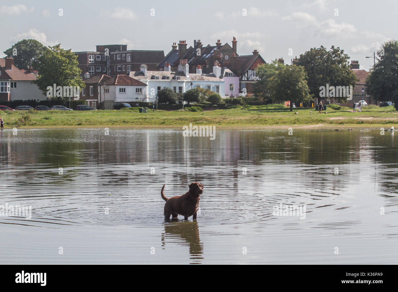 Pond london wimbledon common hi-res stock photography and images - Alamy