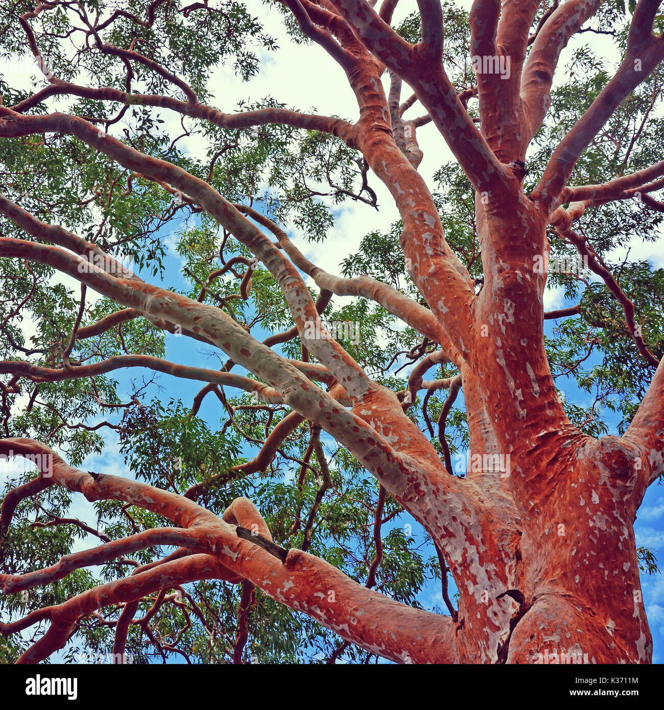 Tangled branches of a Sydney Red Gum, Angophora costata, NSW, Australia ...