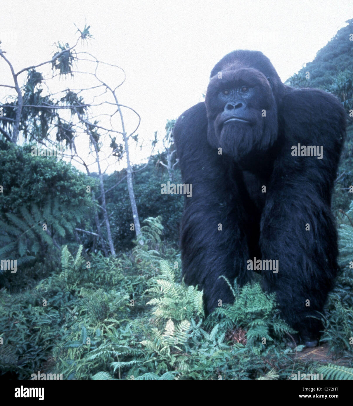 Mighty joe young hi-res stock photography and images - Alamy