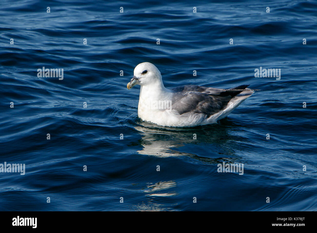 Fulmar [Fulmarus] in Icelandic waters near Reykjavik Stock Photo - Alamy