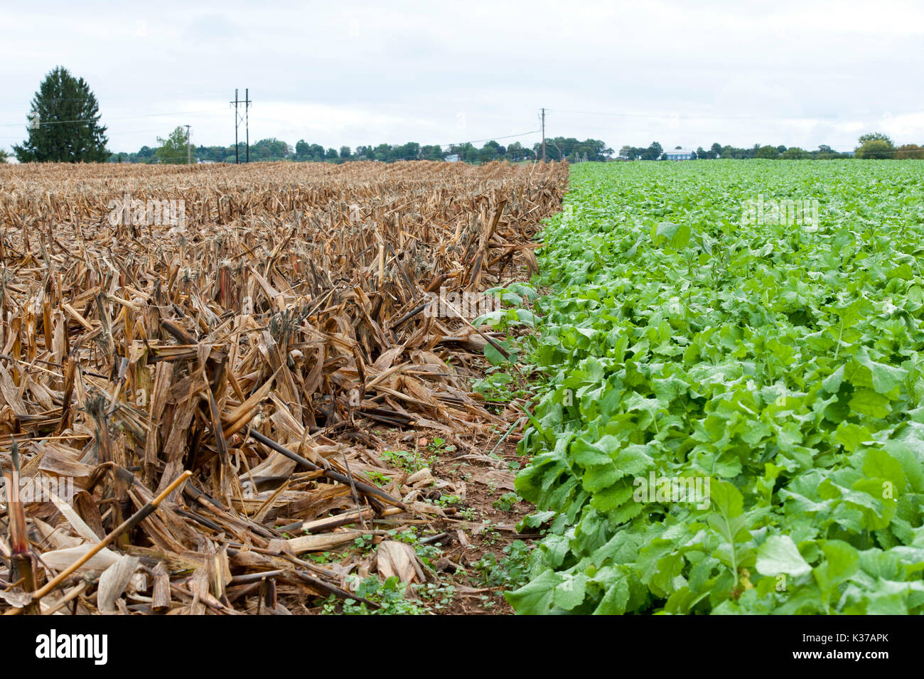 RADISH COVER CROP AND CORN STUBBLE SIDE BY SIDE VIEW, LITITZ ...