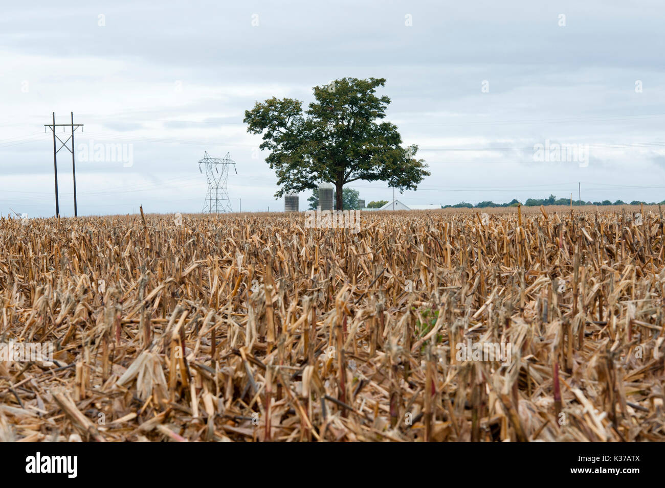 CORN STUBBLE STANDING IN HARVESTED FIELD, LITITZ PENNSYLVANIA Stock ...