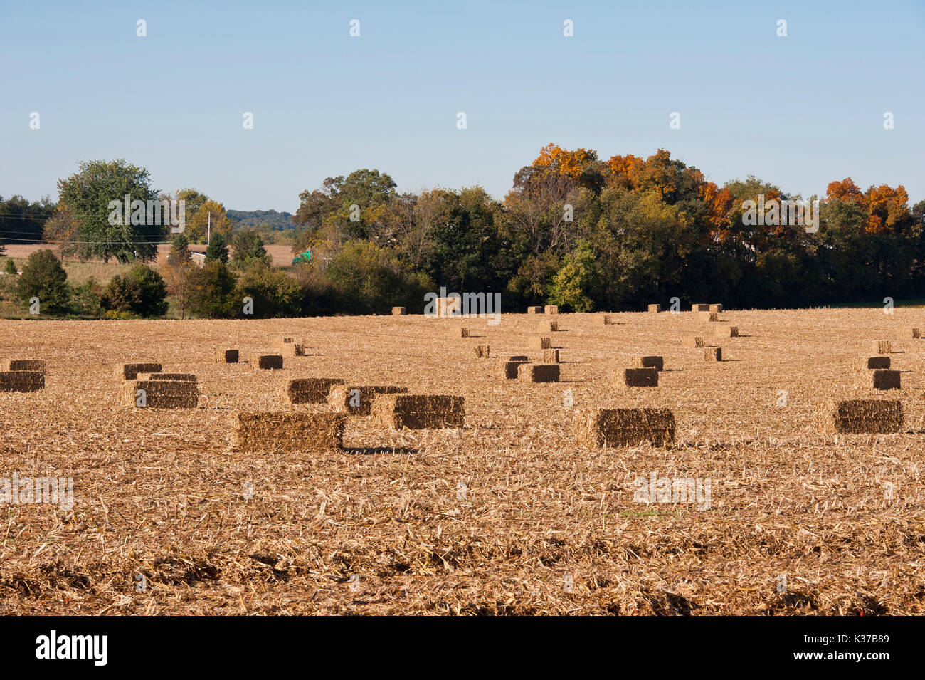 SQUARE HAY BALES ACROSS HARVESTED CORN FIELD, LITITZ PENNSYLVANIA Stock ...